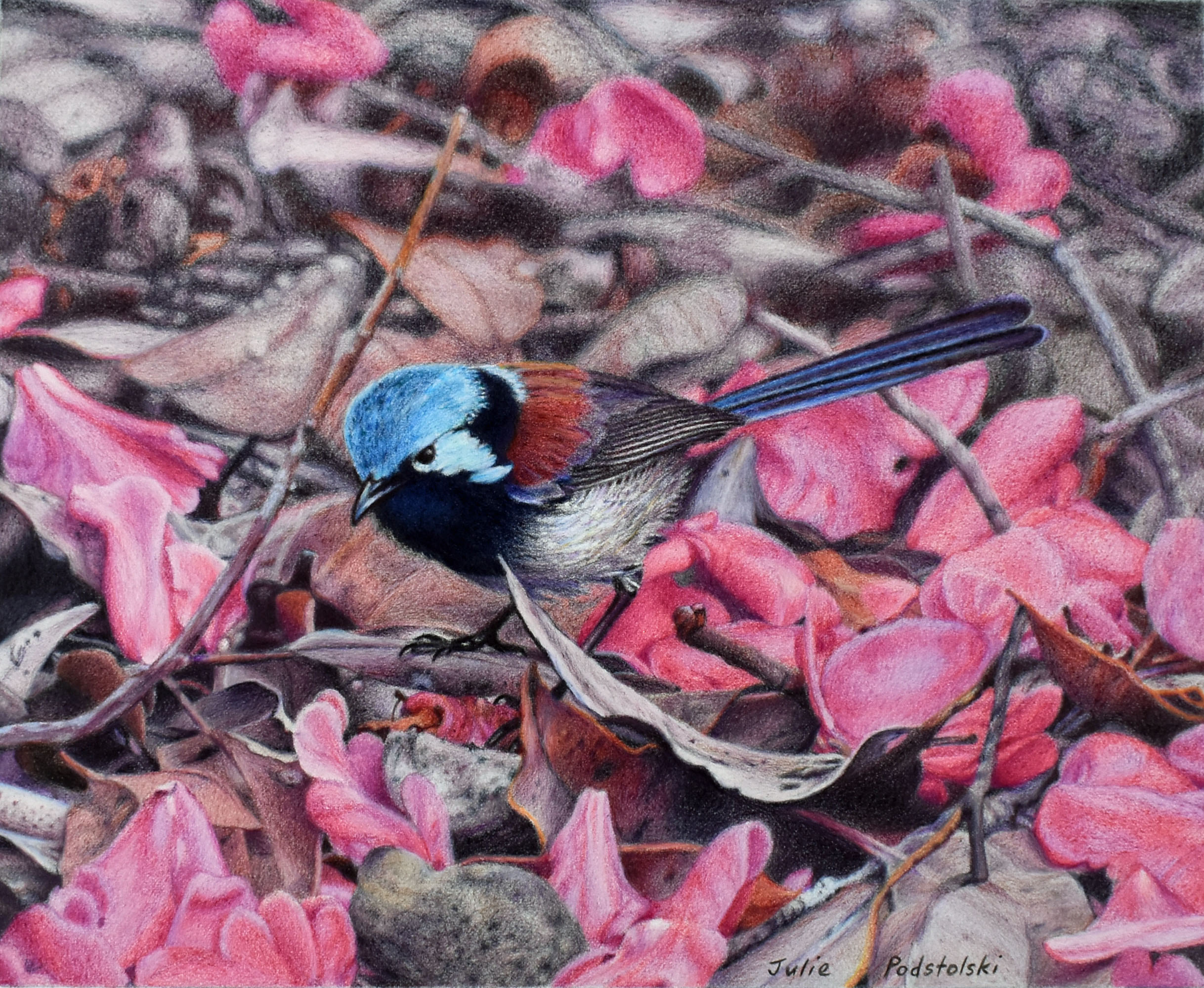 "In the Pink" is a coloured pencil drawing by Julie Podstolski of a red ...