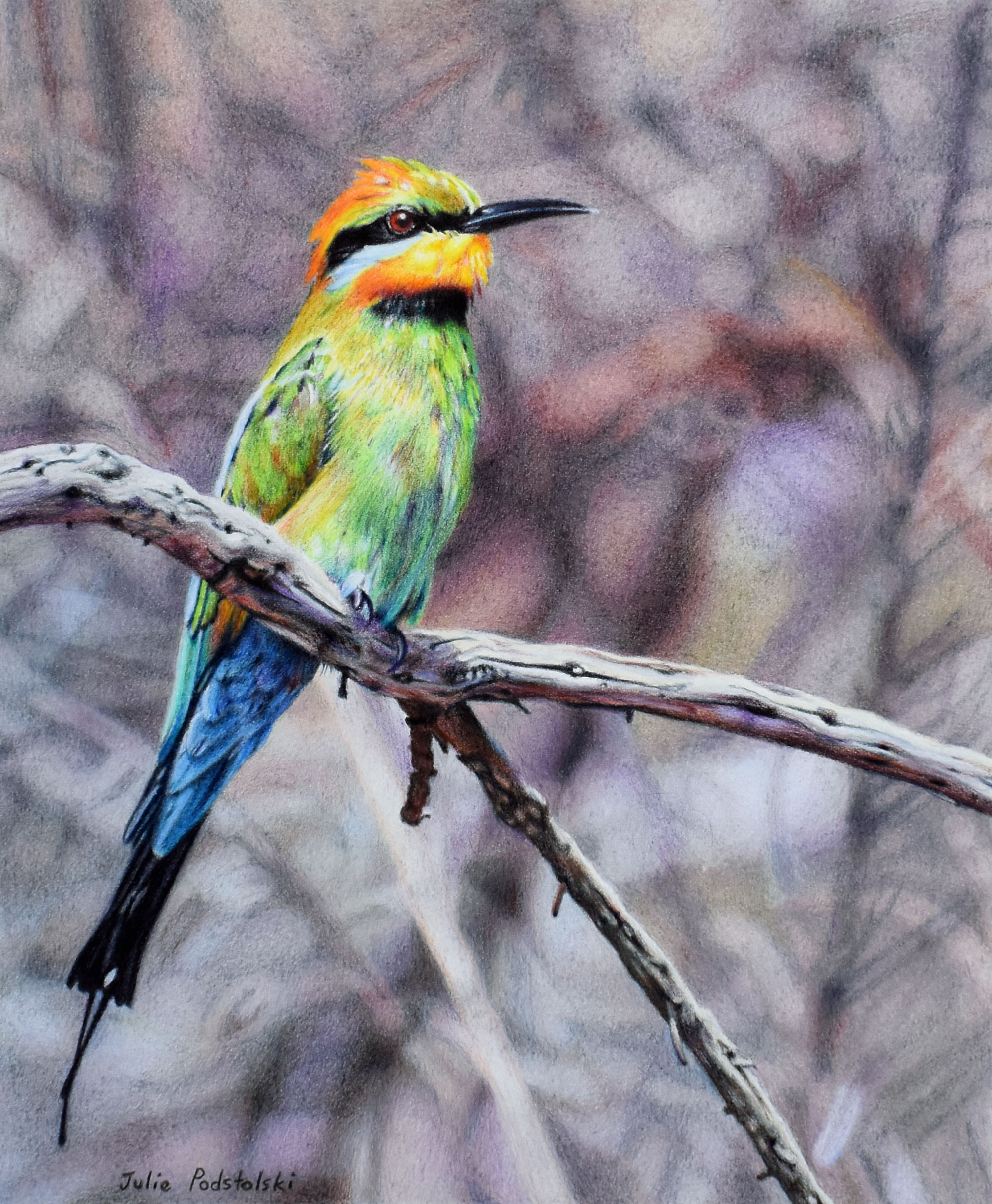 "Return of the Rainbow Bee-eater" is a coloured pencil drawing by Julie ...